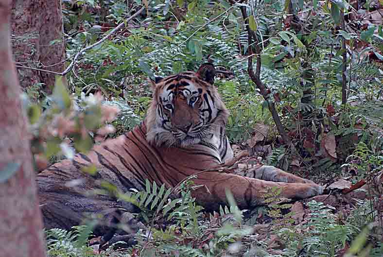 Sunderbans Tiger Reserve Gosaba, India - Location, Facts, History and ...